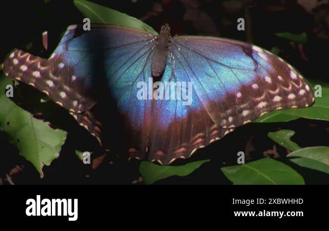 Morpho rhetenor cacica Stock Videos & Footage - HD and 4K Video Clips ...