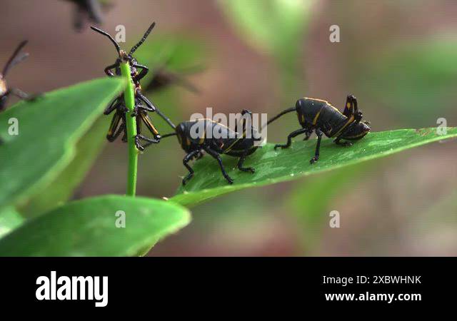 Insects eat leaf Stock Videos & Footage - HD and 4K Video Clips - Alamy