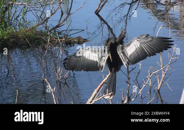 Bird mating ritual Stock Videos & Footage - HD and 4K Video Clips - Alamy