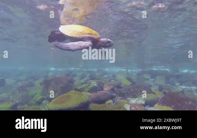 Vicente roca Stock Videos & Footage - HD and 4K Video Clips - Alamy