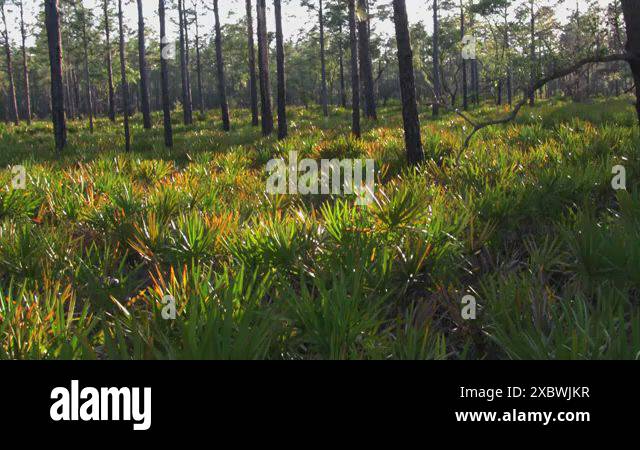 Everglades tree island Stock Videos & Footage - HD and 4K Video Clips ...