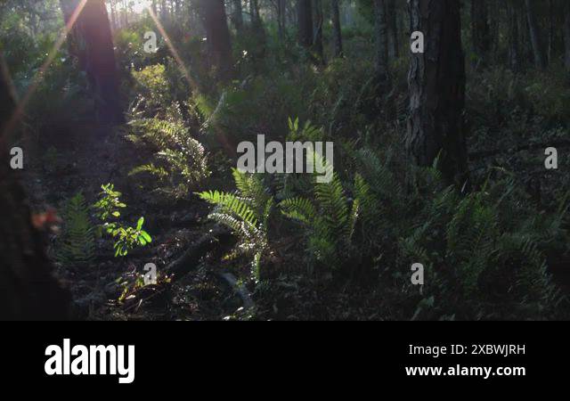Tropical rainforest light Stock Videos & Footage - HD and 4K Video ...