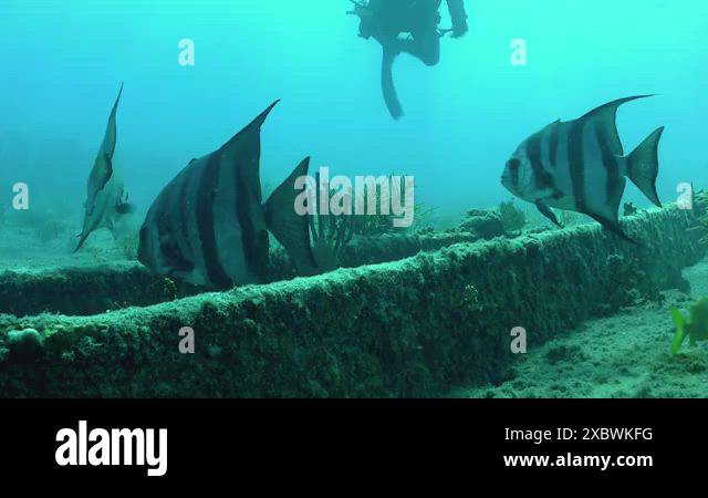 Coral fish key west Stock Videos & Footage - HD and 4K Video Clips - Alamy