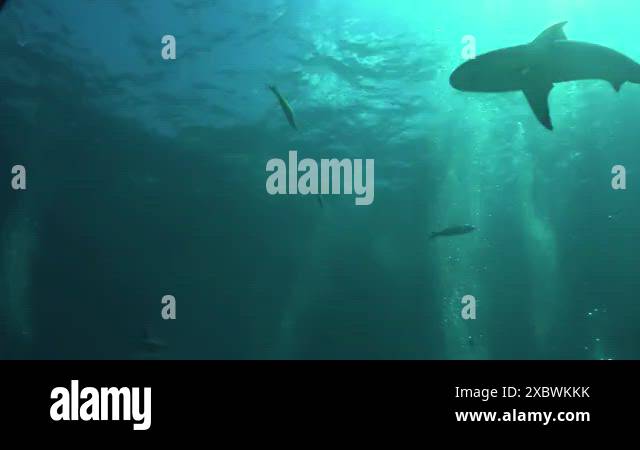 Great white shark australia from below Stock Videos & Footage - HD and ...