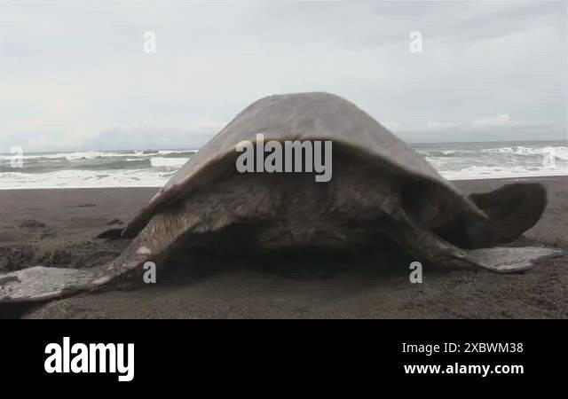 Loggerhead sea turtle laying eggs Stock Videos & Footage - HD and 4K ...