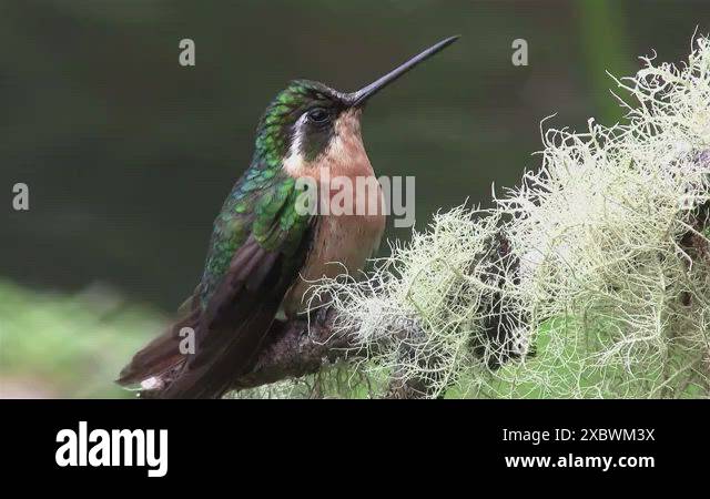 Hummingbird up close Stock Videos & Footage - HD and 4K Video Clips - Alamy