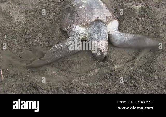 Pacific ridley turtles Stock Videos & Footage - HD and 4K Video Clips ...