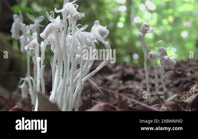 Ghost plant indian pipe Stock Videos & Footage - HD and 4K Video Clips - Alamy