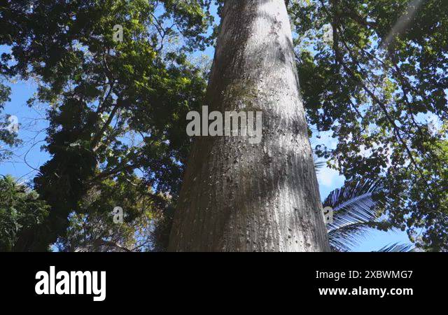 Ceiba pentandra park mexico Stock Videos & Footage - HD and 4K Video ...