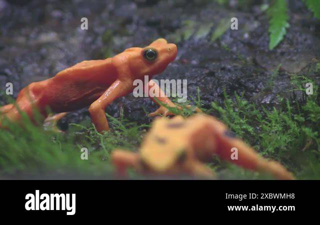 Beautiful frog in rainforest Stock Videos & Footage - HD and 4K Video ...
