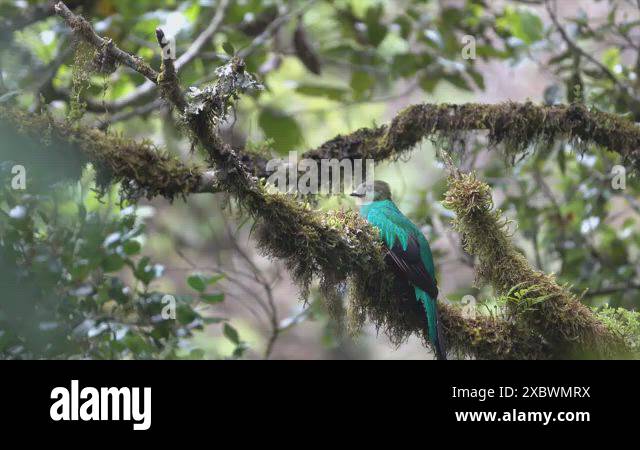 Amazon rainforest bird Stock Videos & Footage - HD and 4K Video Clips ...