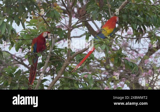Two scarlet macaw parrots eat guava on a branch in the jungle of Costa ...