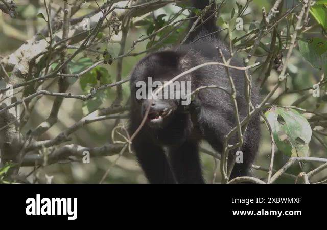 Belize rainforest howler monkey Stock Videos & Footage - HD and 4K ...