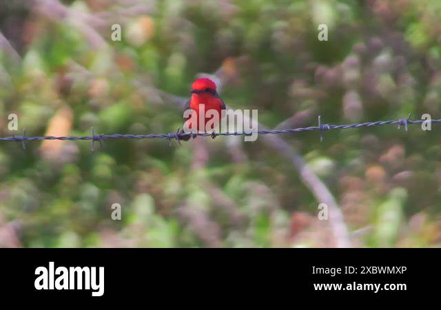 Perched vermilion flycatcher pyrocephalus Stock Videos & Footage - HD ...