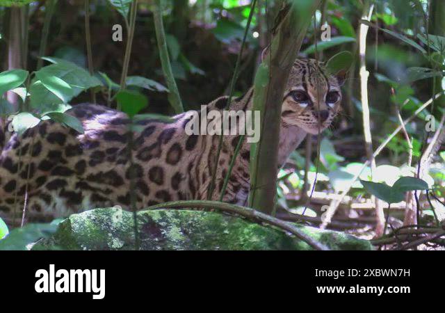 Margay costa rica Stock Videos & Footage - HD and 4K Video Clips - Alamy