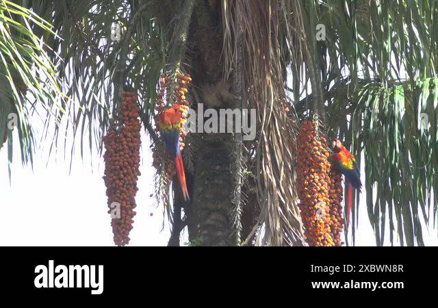 A scarlet Macaw feeds on palm fruit in the rainforest of Costa Rica ...