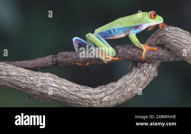 Red eyed green tree frog in rainforest Stock Videos & Footage - HD and ...