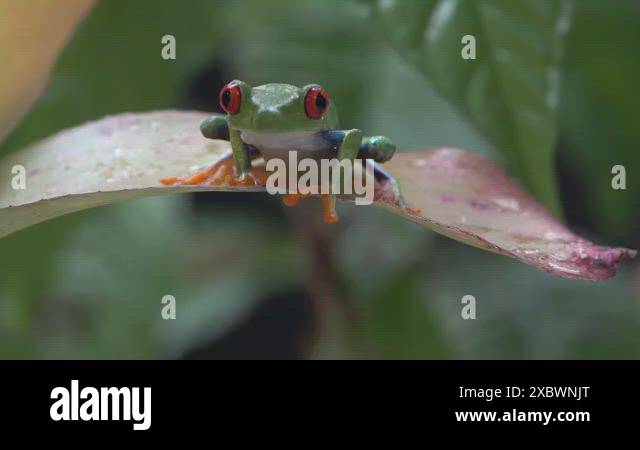 Jumping leaf frog Stock Videos & Footage - HD and 4K Video Clips - Alamy