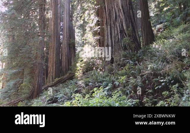 Redwood trees from california Stock Videos & Footage - HD and 4K Video ...