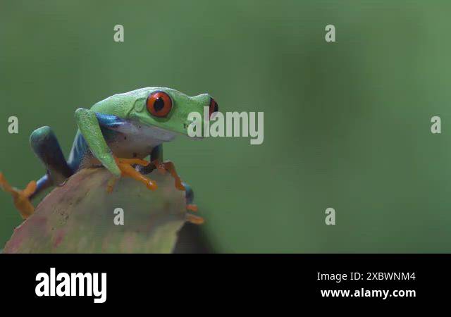 Frog from panama Stock Videos & Footage - HD and 4K Video Clips - Alamy