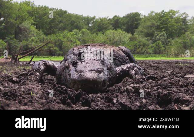 Alligator in mud Stock Videos & Footage - HD and 4K Video Clips - Alamy