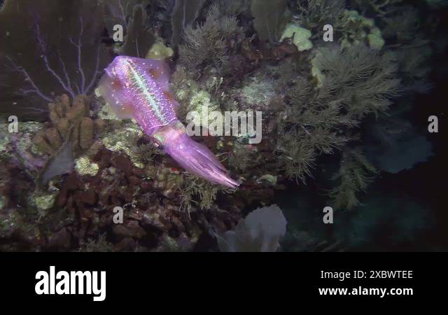 Squid ocean night Stock Videos & Footage - HD and 4K Video Clips - Alamy