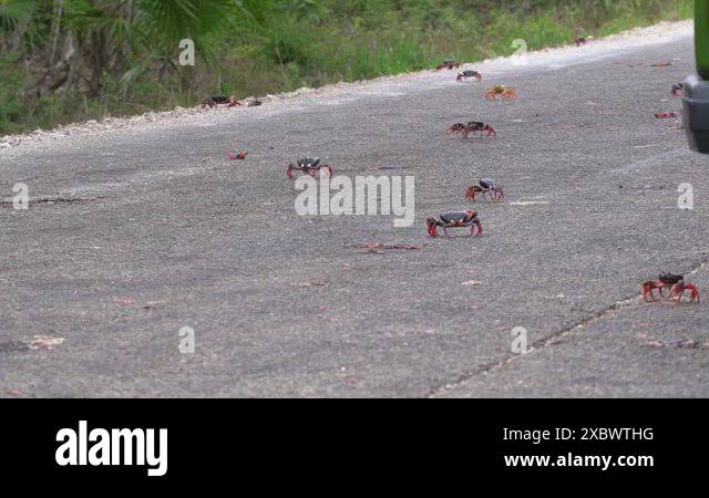Red crab migration Stock Videos & Footage - HD and 4K Video Clips - Alamy