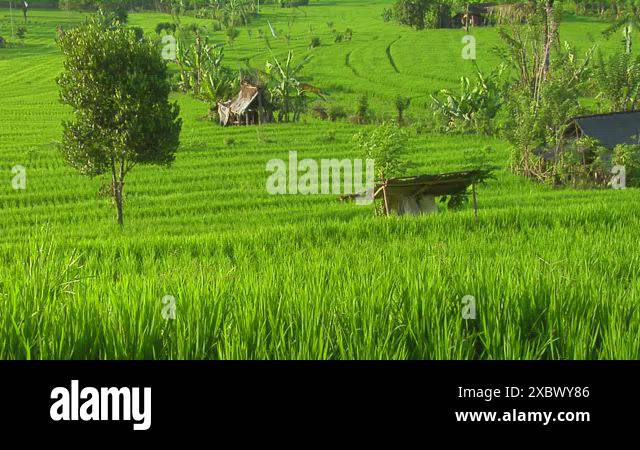 A terraced rice farm grows green fields Stock Video Footage - Alamy