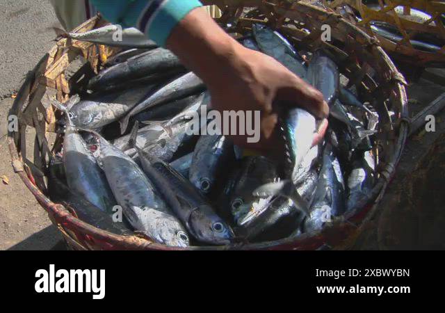 Ray baskets Stock Videos & Footage - HD and 4K Video Clips - Alamy
