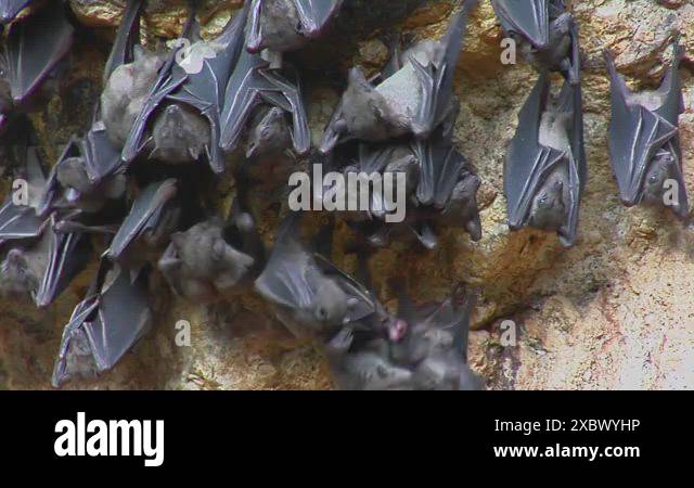 Bats hang on a wall at the Pura Goa Lawah Temple, also known as the Bat ...