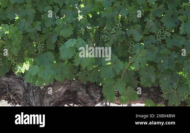 Cabernet sauvignon grapevine Stock Videos & Footage - HD and 4K Video ...