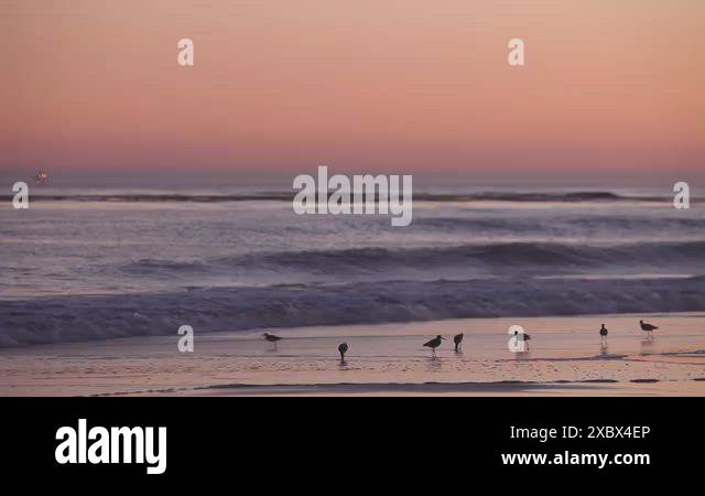 Sunset beach bird birds nature Stock Videos & Footage - HD and 4K Video ...