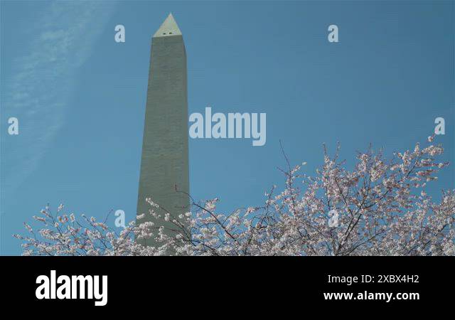 Cherry trees washington monument Stock Videos & Footage - HD and 4K ...