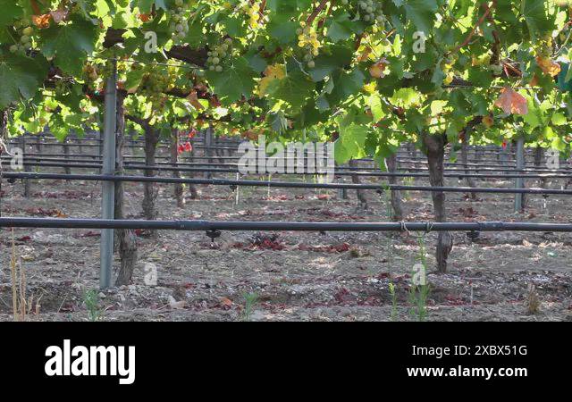 Vineyard drip irrigation Stock Videos & Footage - HD and 4K Video Clips ...