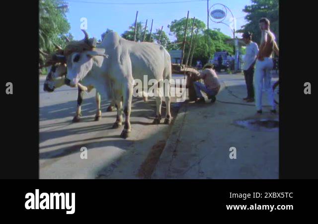 Agriculture and farming in Cuba during the 1980's Stock Video Footage ...