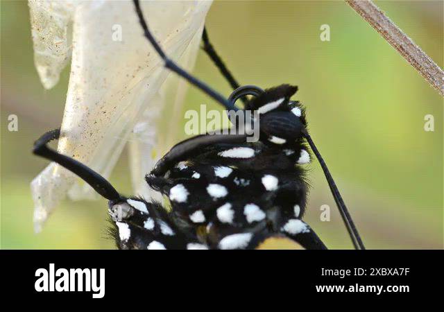 Monarch butterfly, Danaus plexippus preening its proboscis within ...