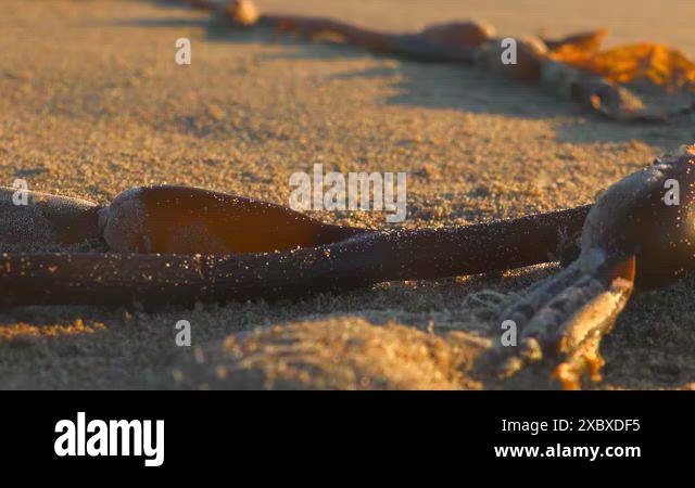 Seaweed and shore creatures along a California beach with sand fleas ...