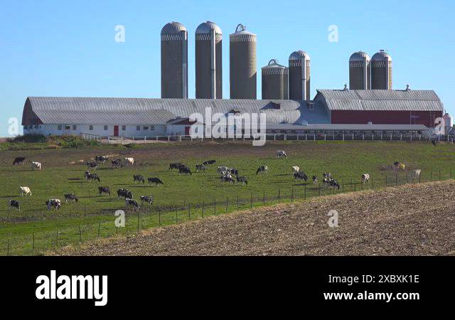 Illinois cattle Stock Videos & Footage - HD and 4K Video Clips - Alamy