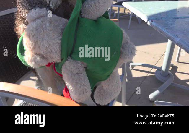 Dog stuffed animal Stock Videos & Footage - HD and 4K Video Clips - Alamy