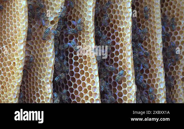Beehive apiculture slovenia Stock Videos & Footage - HD and 4K Video ...
