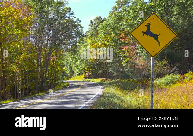 Elk crossing road sign Stock Videos & Footage - HD and 4K Video Clips ...