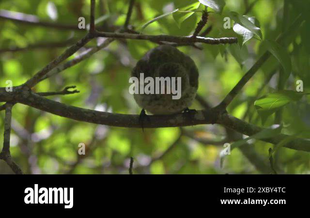 Darwin evolution theory Stock Videos & Footage - HD and 4K Video Clips ...
