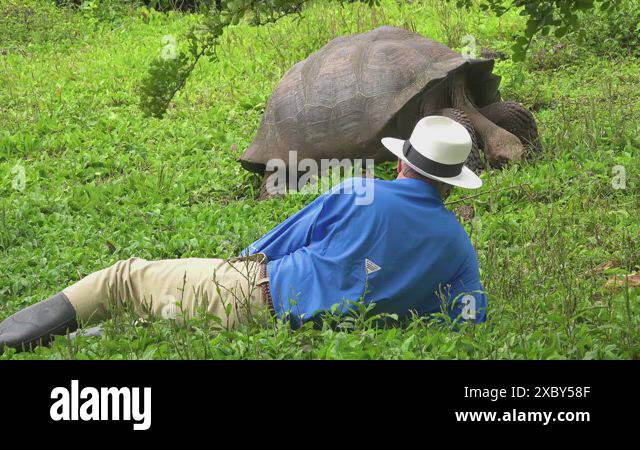 Tortoise galapagos tourist Stock Videos & Footage - HD and 4K Video ...
