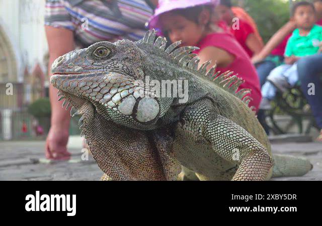 Guayaquil people Stock Videos & Footage - HD and 4K Video Clips - Alamy