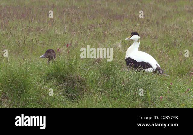 Pair mating grass Stock Videos & Footage - HD and 4K Video Clips - Alamy