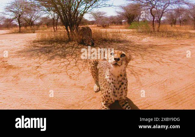 Two African cheetahs growl snarl and look attentive before feeding time ...