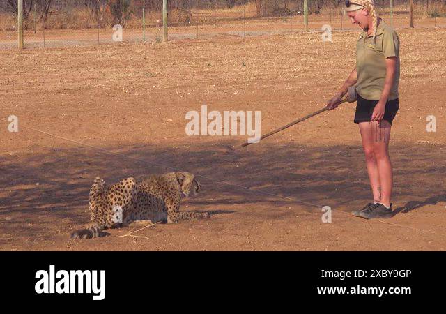 Cheetah conservation namibia Stock Videos & Footage - HD and 4K Video ...
