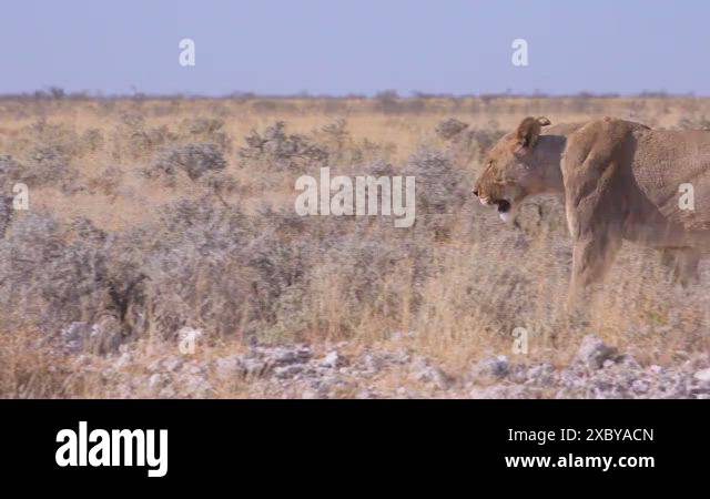 A female lion hunts on the savannah plain of Africa with springbok ...