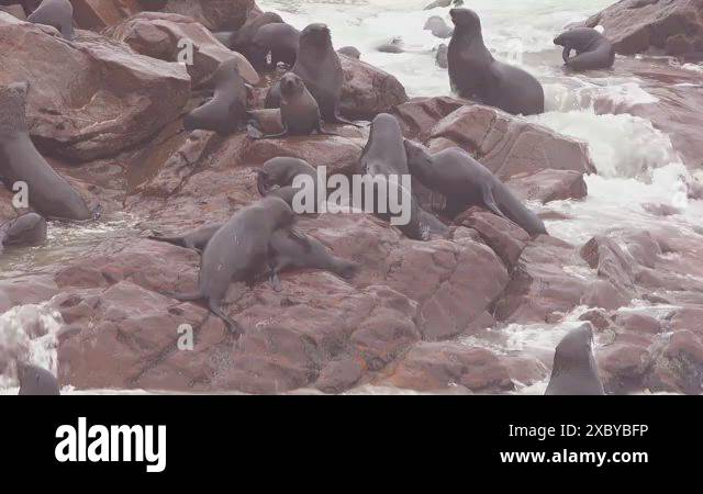 Namibia beach lion Stock Videos & Footage - HD and 4K Video Clips - Alamy