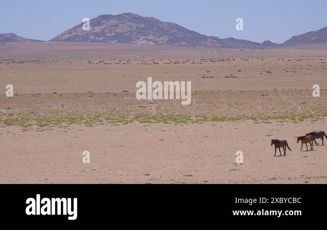 Namib desert feral horses Stock Videos & Footage - HD and 4K Video ...